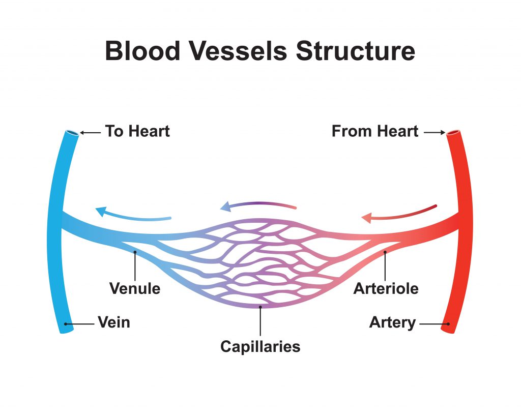 Circulatory System - Vascular Academy | powered by SOT